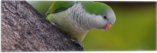 Vlag - Groen met Witte Parkiet op Dikke Boomstam - 60x20 cm Foto op ...