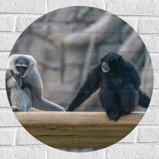 Muursticker Cirkel - Grijze en Zwarte Pluizige Apen op Smalle Stam ...