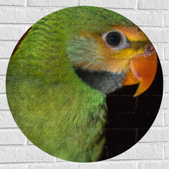 WallClassics - Muursticker Cirkel - Groene Parkiet met Oranje Snavel ...