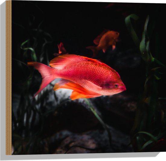 WallClassics - Hout - Rode Vis Zwemmend in Vijver - 50x50 cm - 9 mm dik ...