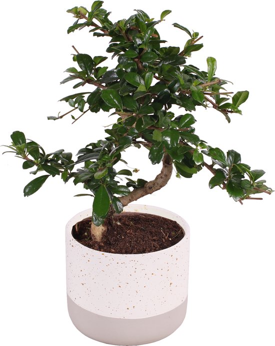 Bonsai van Botanicly – Bonsai Mix – Hoogte: 35 cm – Bonsai Mix | bol