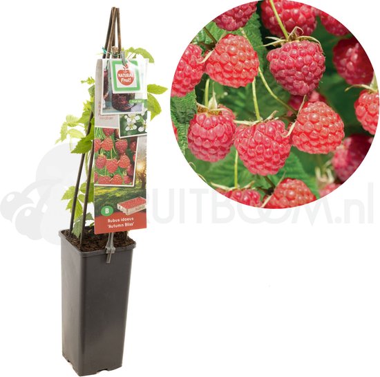 Framboos - Rubus idaeus 'Autumn Bliss' - frambozenstruik ...