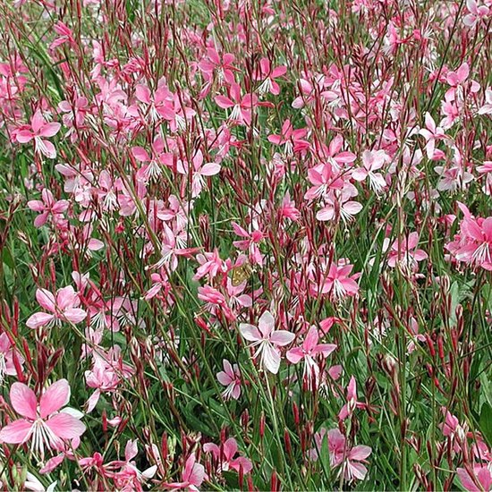 12x Prachtkaars (Gaura lindheimeri 'Summer Emotions') - P9 pot (9x9 ...