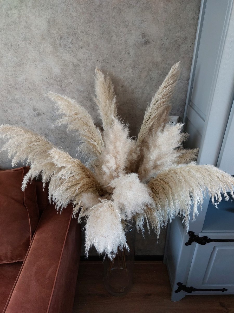 Pampas pluimen XL | Gemixt | 15 stuks | bol.com