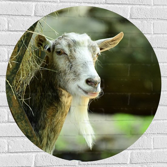 WallClassics - Muursticker Cirkel - Geit met Lange Sik van achter ...