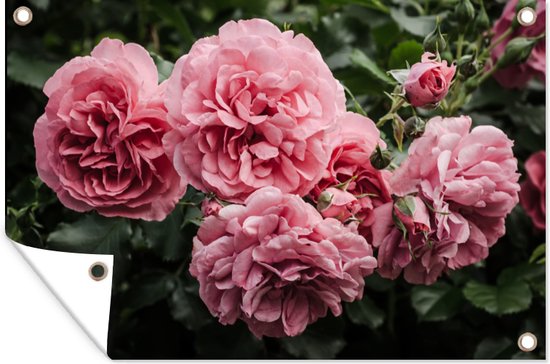 Affiche de jardin rose - Fleurs - Roses - 70x40 cm - Décoration murale ...