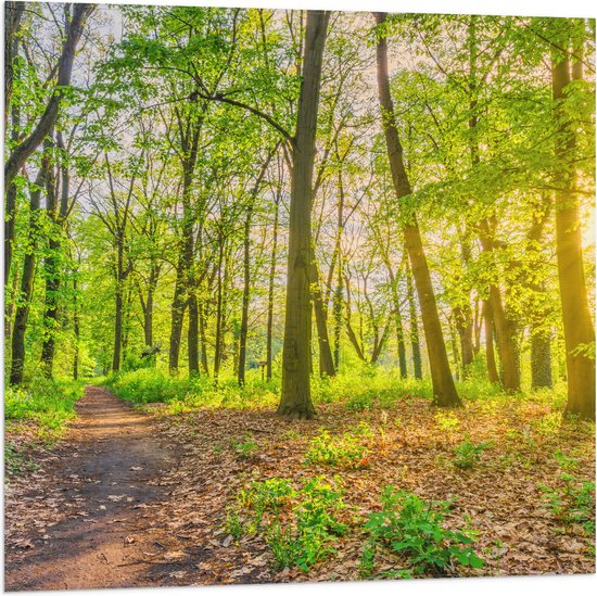 Vlag - Looppad door het Groene Bos met Zonnestralen - 80x80 cm Foto op ...