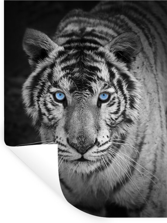 Muurstickers - Sticker Folie - Dieren - Tijger - Zwart wit - Ogen - Blauw - 120x160 cm... | bol
