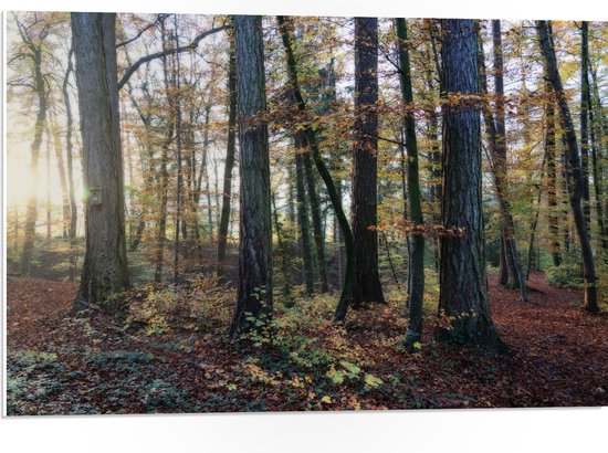 WallClassics - PVC Schuimplaat- Herfstig Bos met Bruine Bladeren op de ...