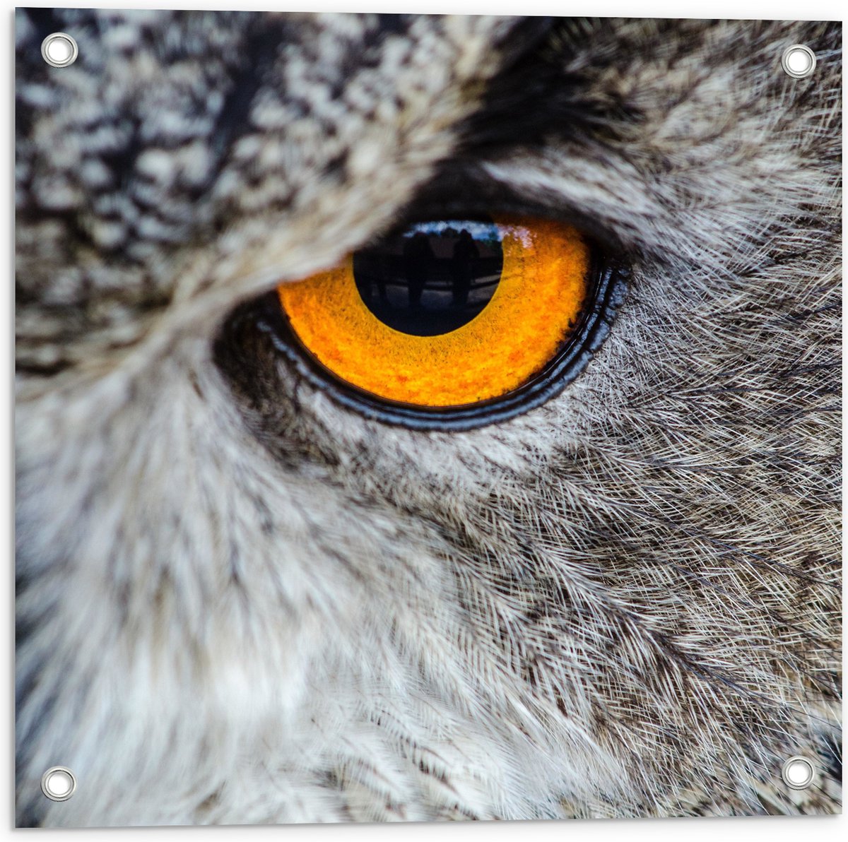 WallClassics - Tuinposter – Close up van Geel Oog van Uil - 50x50 cm ...