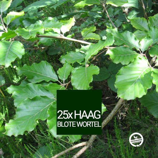 25x Fagus Sylvatica 60-80 cm Blote Wortel - Groene Beuk voor Een ...