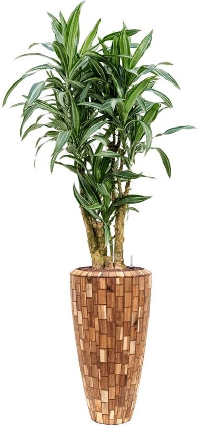 Plant in Pot Dracaena Fragrans Ulises 185 cm kamerplant in Baq Facets ...