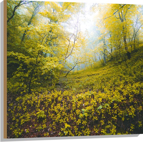 WallClassics - Hout - Begroeide Heuvel in het Bos - 80x80 cm - 12 mm ...
