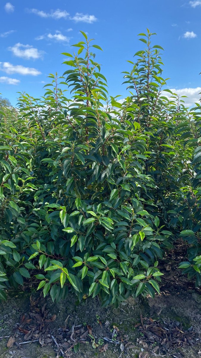 6x Prunus lusitanica 'Angustifolia' portugese laurier 100-125cm | bol.com