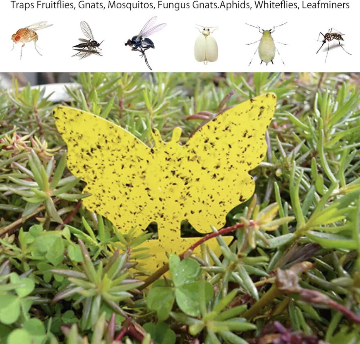 Fruitvliegjes Vanger - Vlinder - Rouwvliegjes Vanger - Gifvrij ...