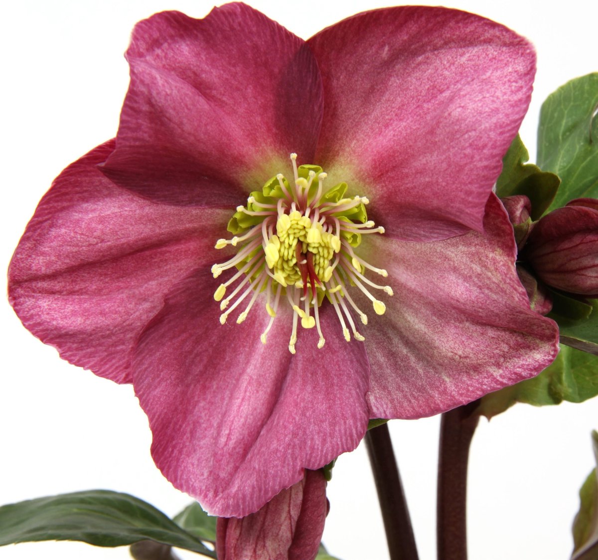 Kerstroos - Helleborus Gold Collection® - rood/paars - 60 cm hoog ...
