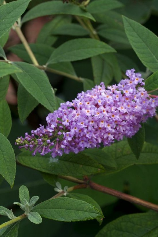 Buddleja davidii 'Orchid Beauty' - 2 liter pot - 40-60 cm | bol
