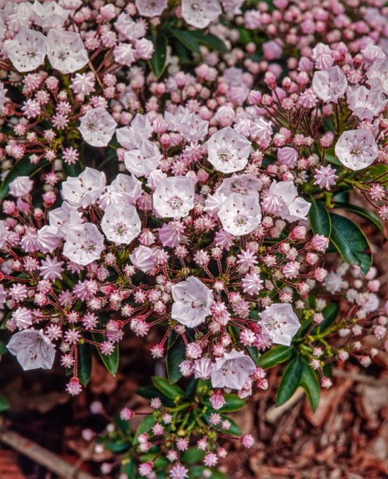 Kalmia latifolia 'Elf' - 3 liter pot - 25-30 cm | bol