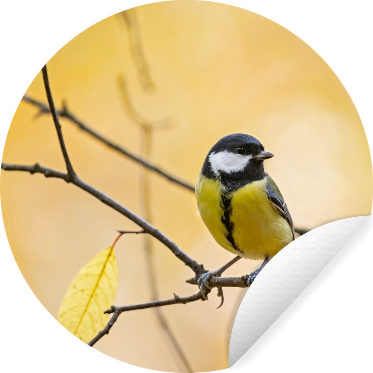 MuchoWow - Behangcirkel - Vogel - Koolmees - Geel - Takken - Blad ...