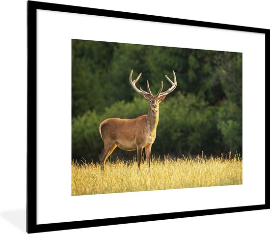 PosterMonkey - Fotolijst - Hert - Natuur - Weide - Bos - Natuur ...