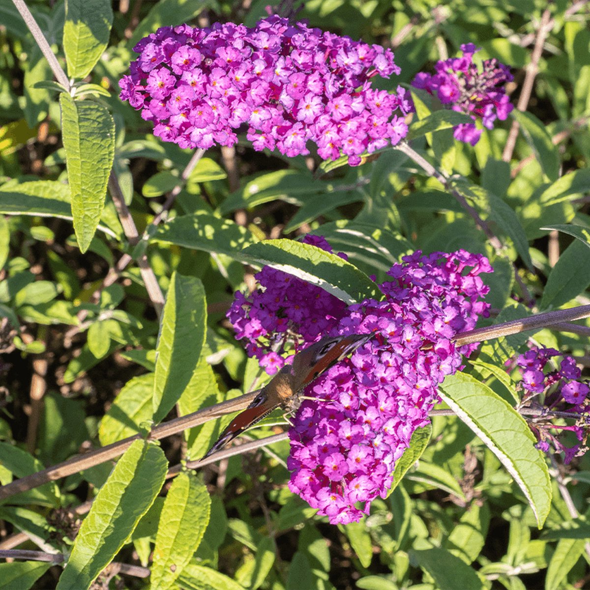Vlinderstruik: Buddleja davidii Royal Red Buddleja davidii ‘Royal Red ...
