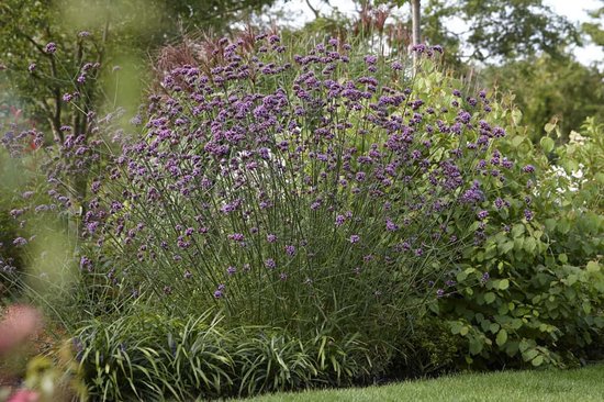 12x Verbena bonariensis – IJzerhard in 9x9cm kweekpotten | bol.com