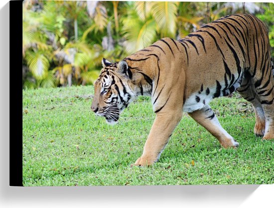 WallClassics - Canvas - Sluipende Bengaalse Tijger - 40x30 cm Foto op Canvas... | bol