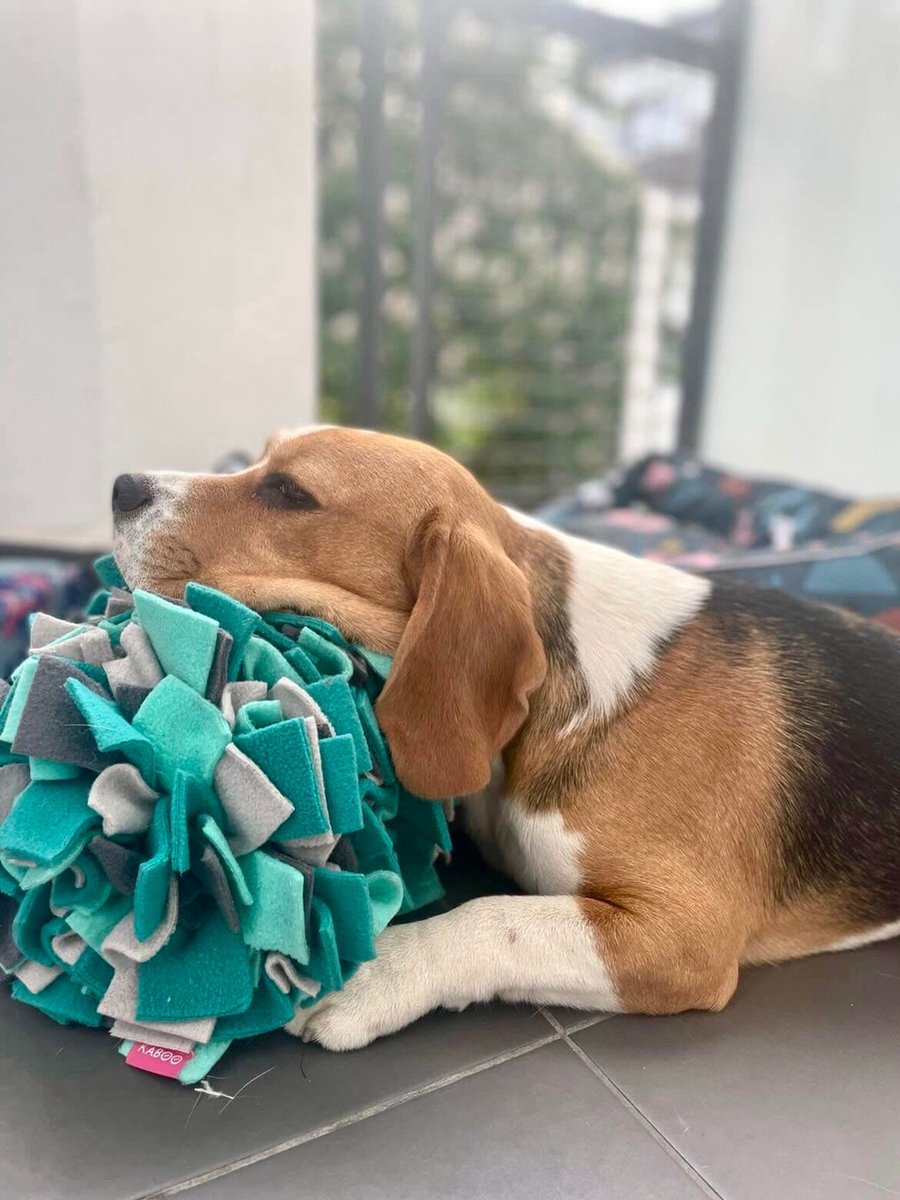 Honden speelgoed-snuffelmat hond-snuffelkubus hond- Groen/Grijs ...