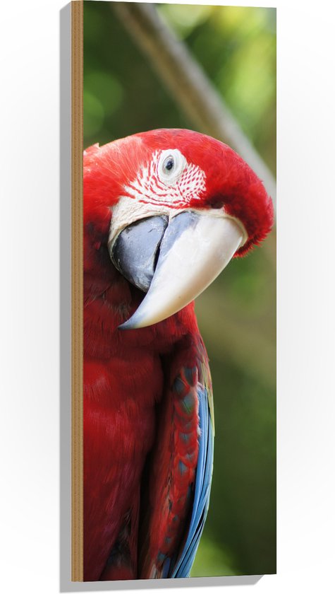 WallClassics - Hout - Rode Ara Papegaai kijkt Schuin - 30x90 cm - 12 mm ...