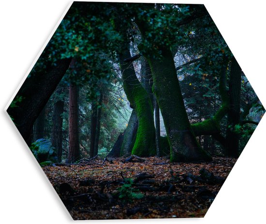 WallClassics - PVC Schuimplaat Hexagon - Grote Kromme Bomen in het Bos ...