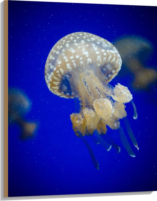 WallClassics - Hout - Witte Kwal onderwater - 75x100 cm - 12 mm dik ...