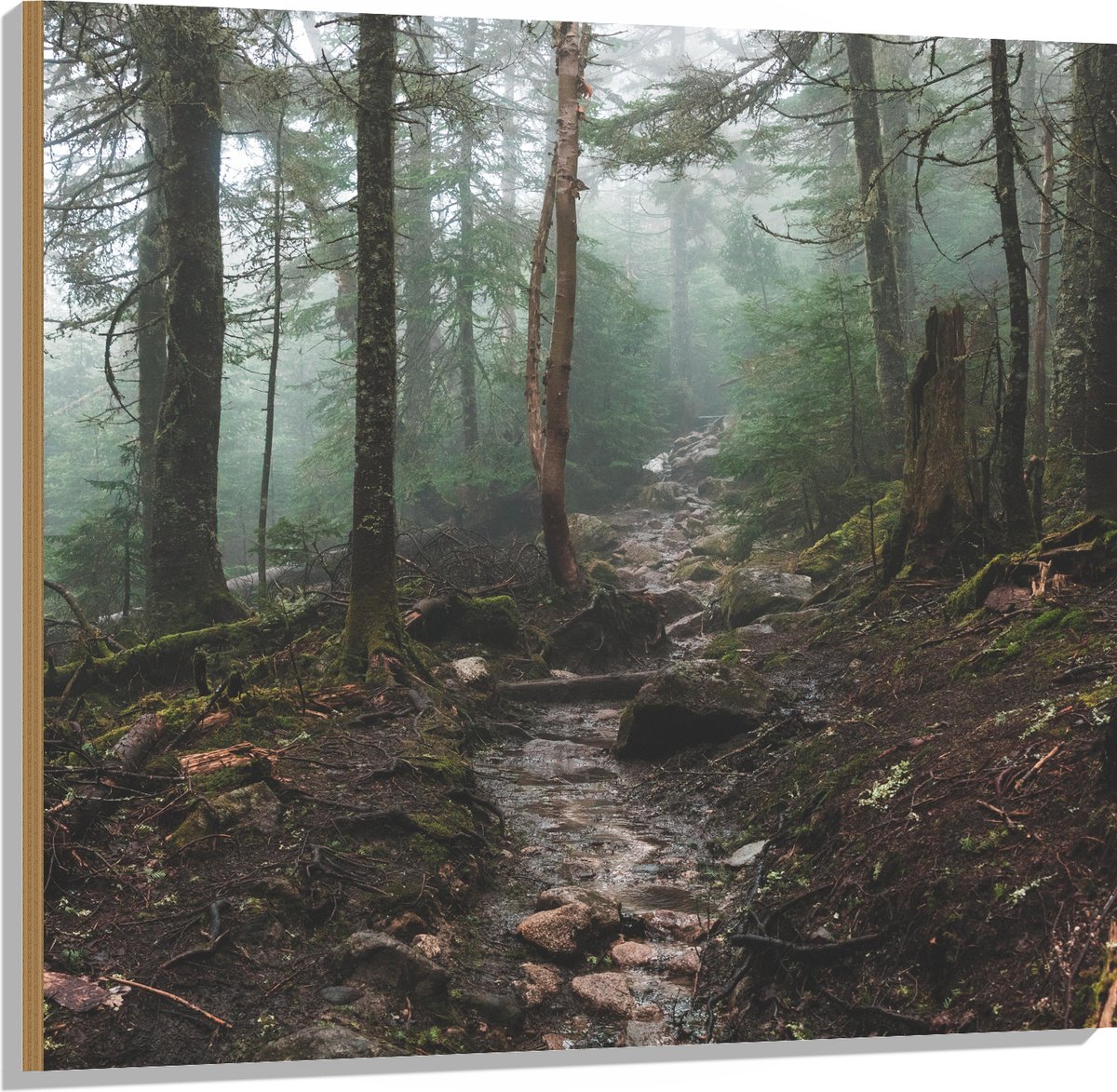 WallClassics - Hout - Beekje door het Bos - 100x100 cm - 12 mm dik ...