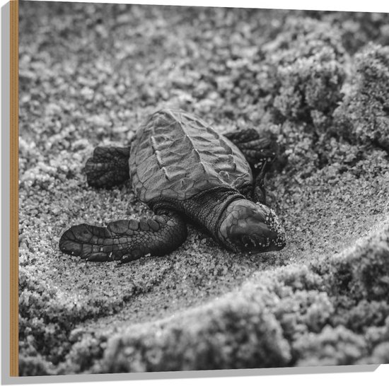 WallClassics - Hout - Baby Schildpad op het Strand Zwart - Wit - 80x80 ...