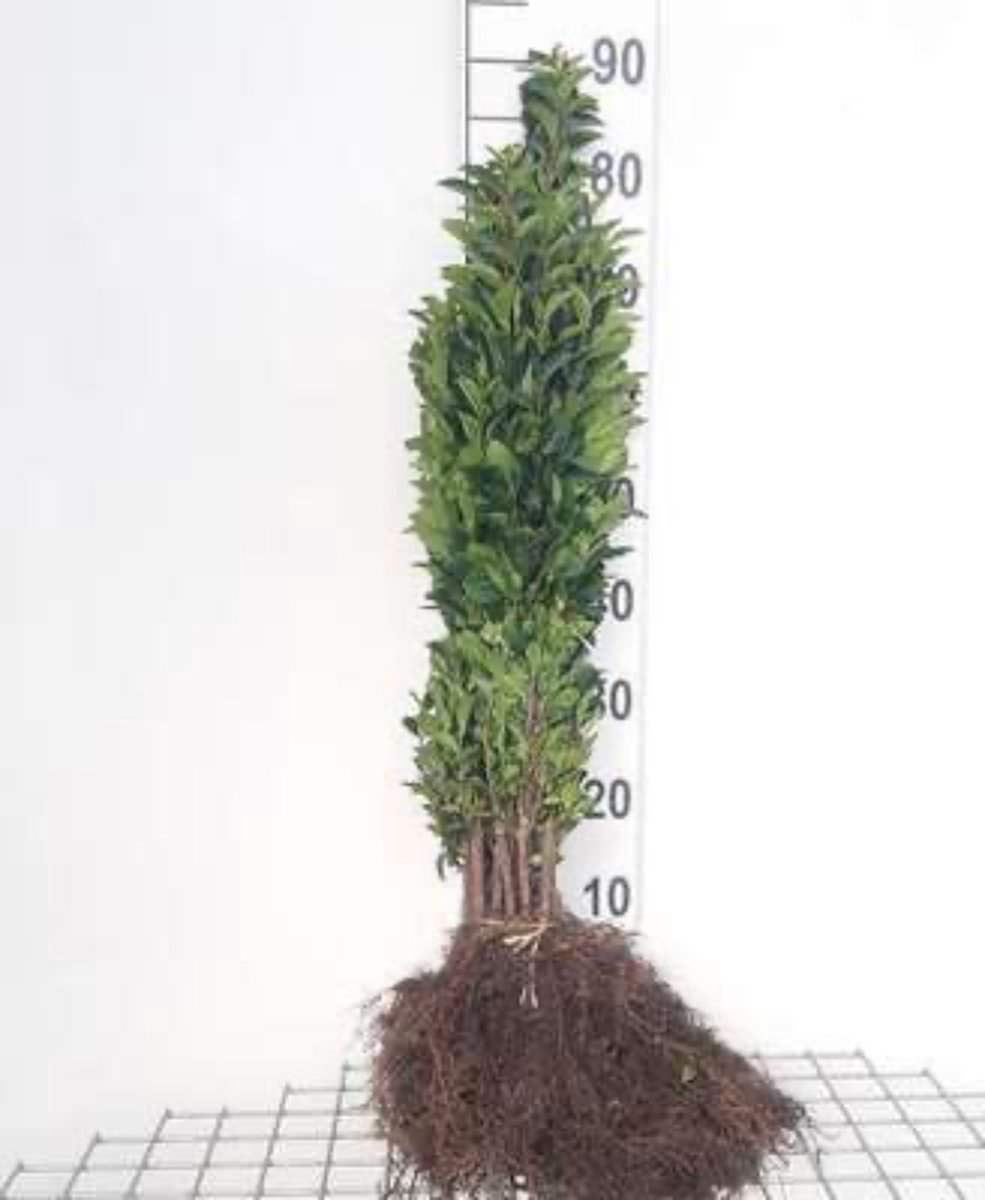 10 x Ligustrum ovalifolium - Grootbladige liguster, haagliguster 40 ...