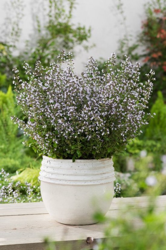 Set van 3 | Calamintha nepeta - 0.7 liter pot | bol
