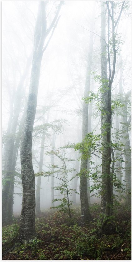 WallClassics - Poster (Mat) - Kale Bomen in de Mist - 50x100 cm Foto op ...