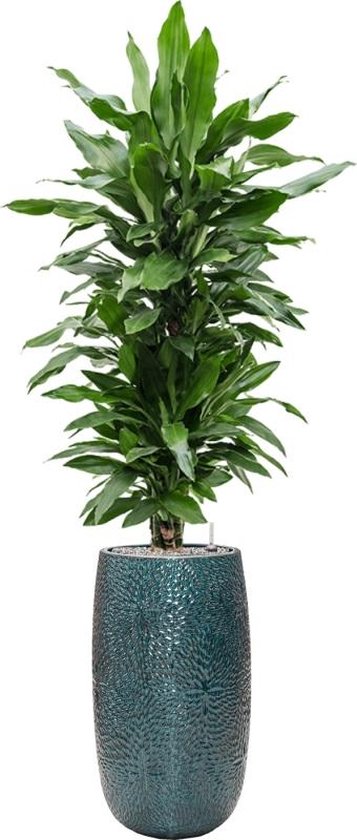 Plant in Pot Dracaena Fragrans Janet Lind 180 cm kamerplant in Marly ...