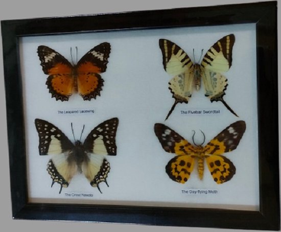 vlinder-vlinders-insect-insecten-opgezette vlinders-echte vlinders ...