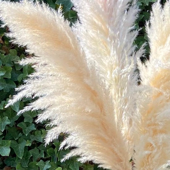 Pampas Pluimen XL | Natuurlijk | Extra Fluffy Pampasgras | Beige | 120 ...