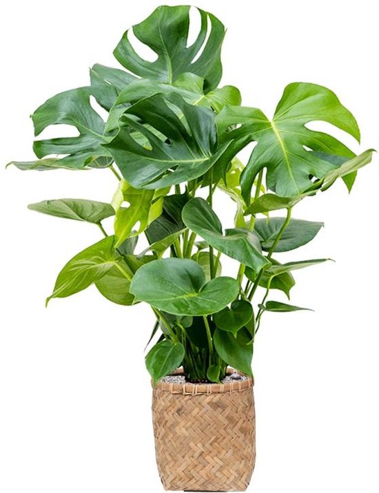 Plant in Pot Monstera Deliciosa 130 cm kamerplant in Bohemian Bamboo 31 ...