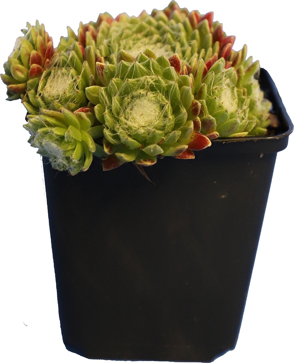 20 stuks | Huislook - Pot P9 - Weinig onderhoud - Wintergroen - Zeer ...