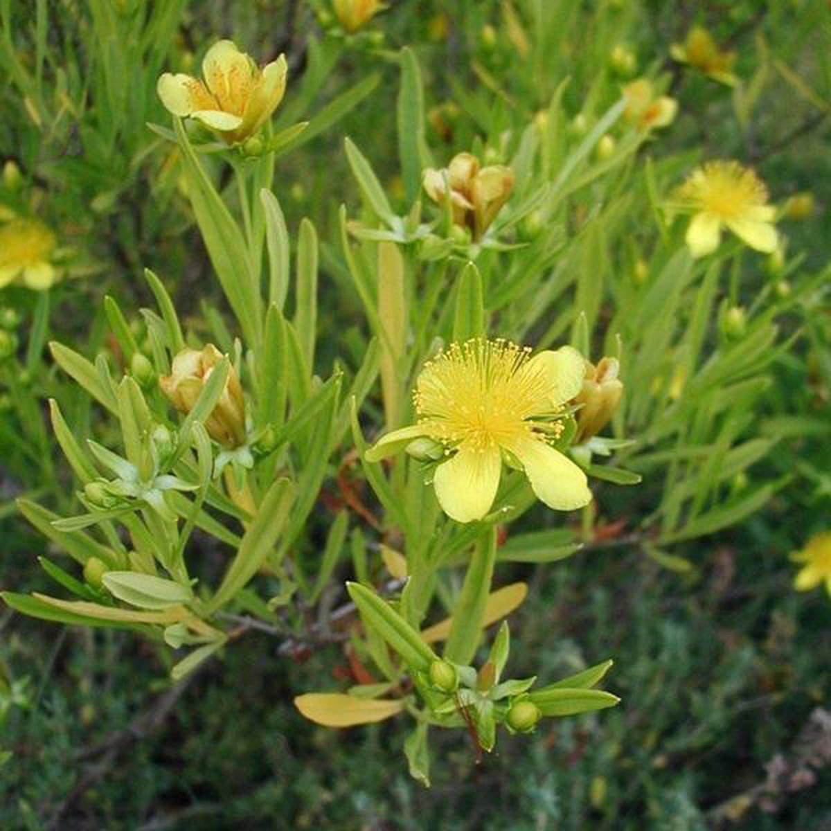 Hypericum 'Gemo' - Hertshooi 30-40 cm in pot | bol.com