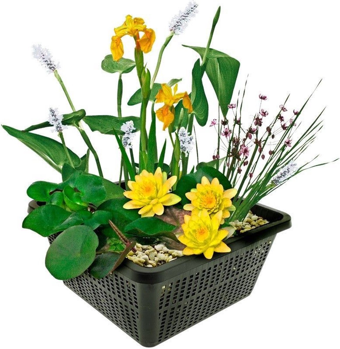 VDVELDE Mini Vijver Planten Set Winterhard - Geel - 1 Gele Waterlelie ...