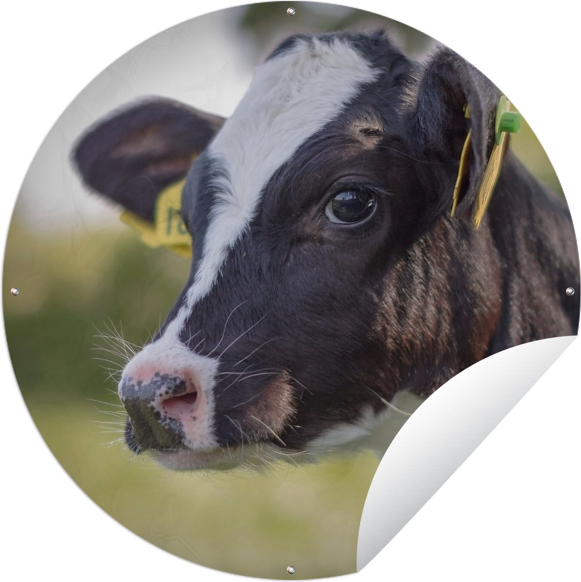 Affiche de jardin autour de la vache frisonne - Portrait en gros plan d ...