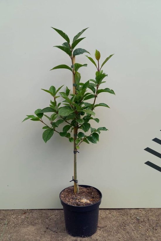 Jonge Hongaarse Sering Boom | Syringa josikaea | 80-100cm hoogte | bol.com