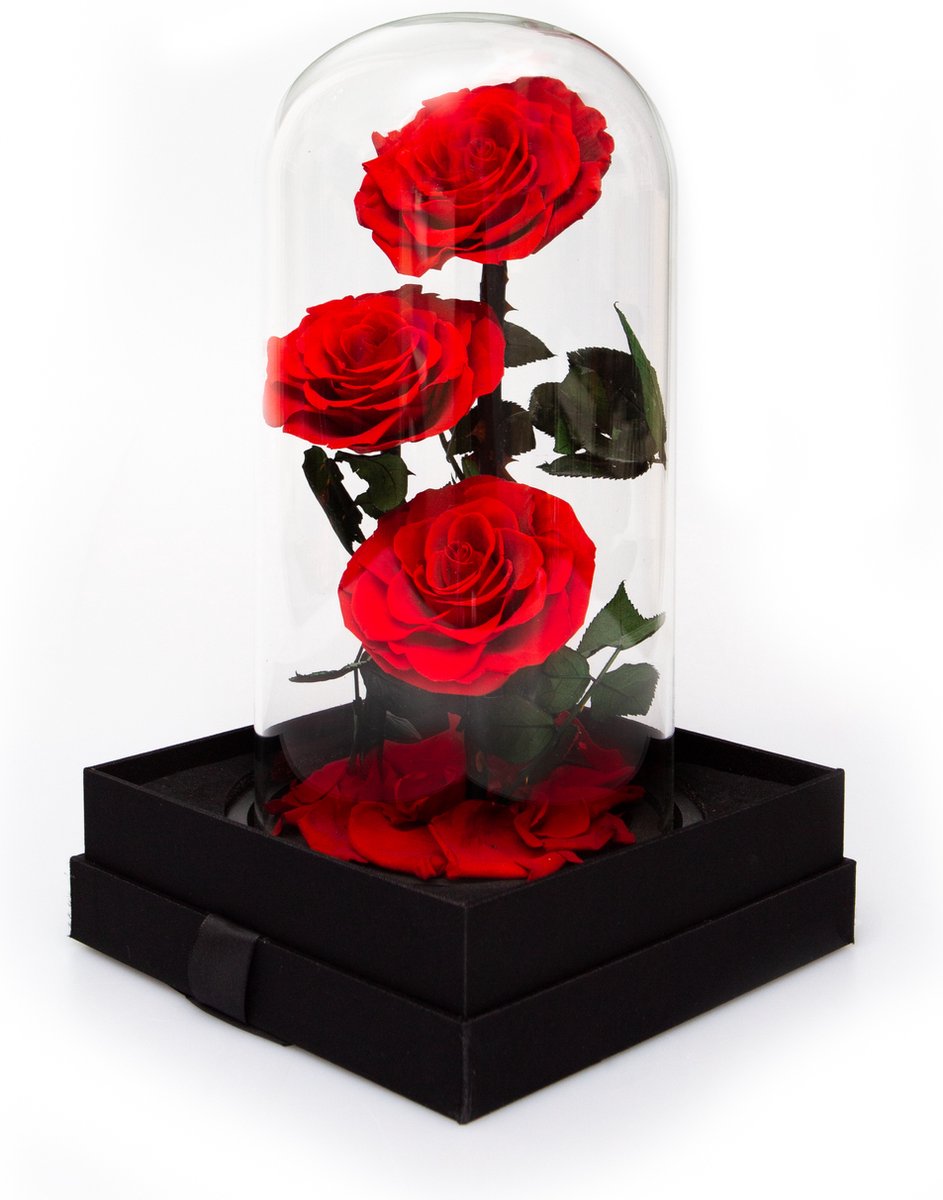 Cupido’s Choice ® Roos in Stolp | 3 Echte Rode Roos | Luxe Giftbox | XL ...