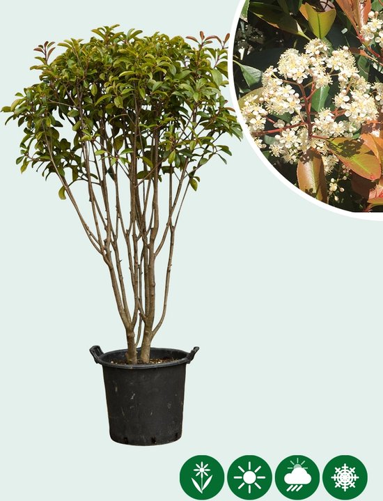 Glansmispel meerstammig | Photinia f. 'Red Robin' | Bomenbezorgd.nl | bol