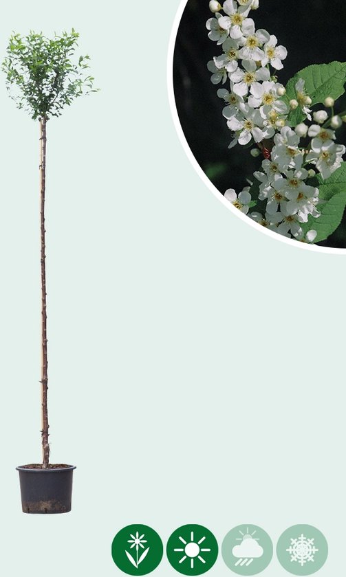 Bol sierkers Prunus em. Umbraculifera h 250 cm st. omtrek 8 cm st.... | bol