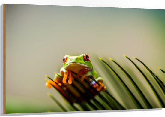 Hout - Exotische Kikker met Rode Ogen en Oranje Poten op Groene Tak ...