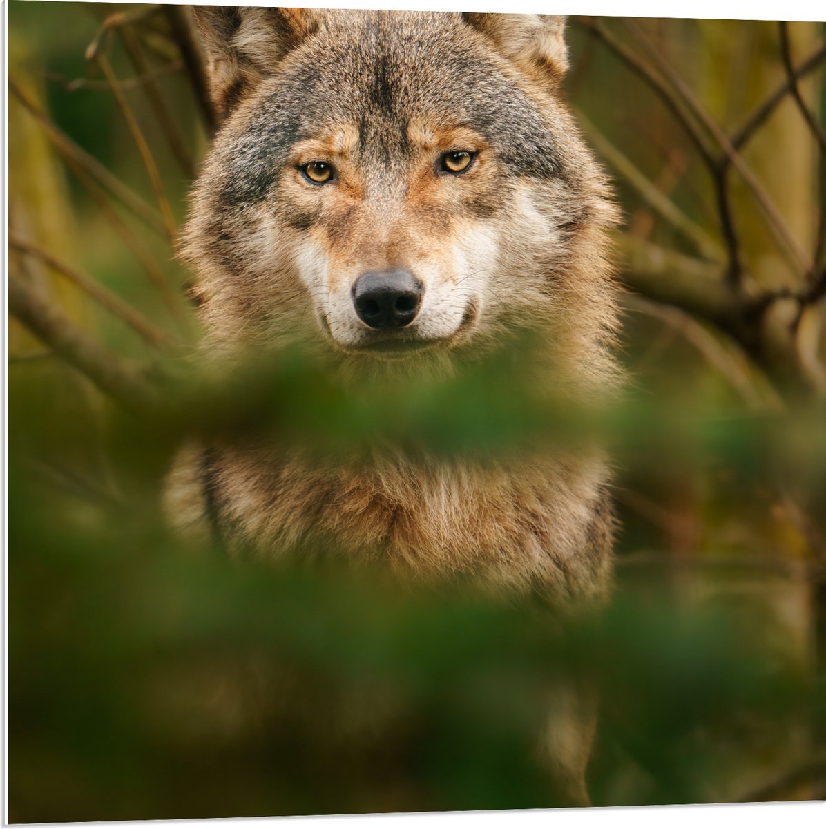 PVC Schuimplaat - Grijze met Bruine Wolf schuilend achter Groene Bladeren - 80x80 cm... | bol.com